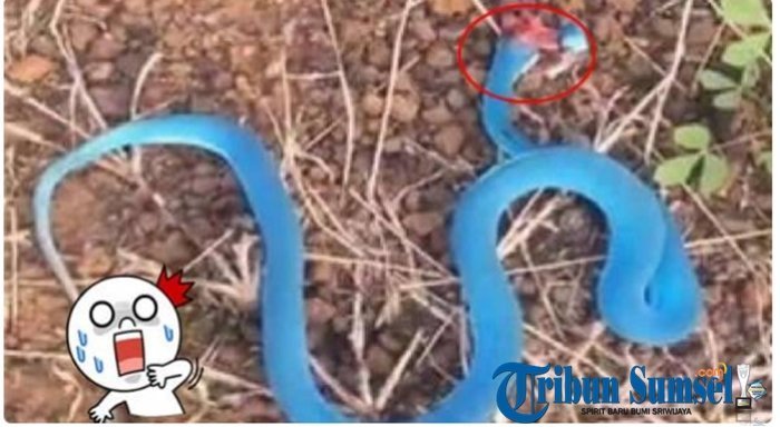Semula Ular Warna Biru ini Dianggap Berbahaya, Begitu Tahu Kisah ...
