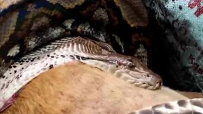 Ular Pyhton Masuk ke Dalam Rumah, Lalu Melakukan Hal Mengerikan Ini ...
