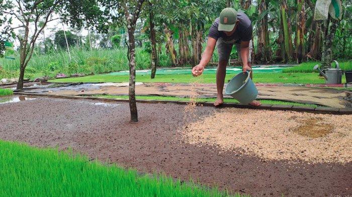 Petani Asal Kepanjen Sukses Buka Pembibitan Benih Padi Sistem Kering di ...