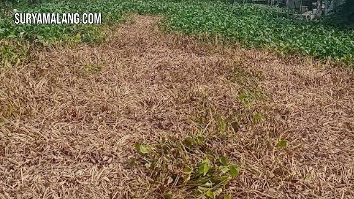 Enceng Gondok Jadi Masalah Usai Disemprot Herbisida Pakai Drone di Lamongan - Suryamalang.com