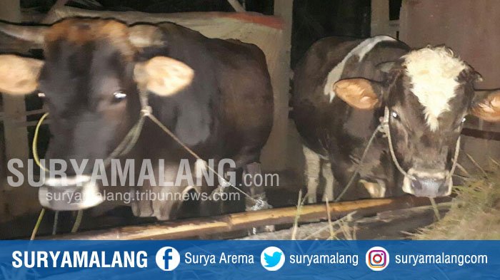 Curi Sapi Seharga Rp 20 Juta, Pria Asal Pasuruan Ini Hanya Dapat Bagian ...