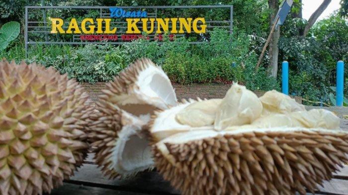 Sensasi Durian Lokal di Wisata Ragil Kuning Kediri, Musim Panen Antara Desember Sampai Februari ...