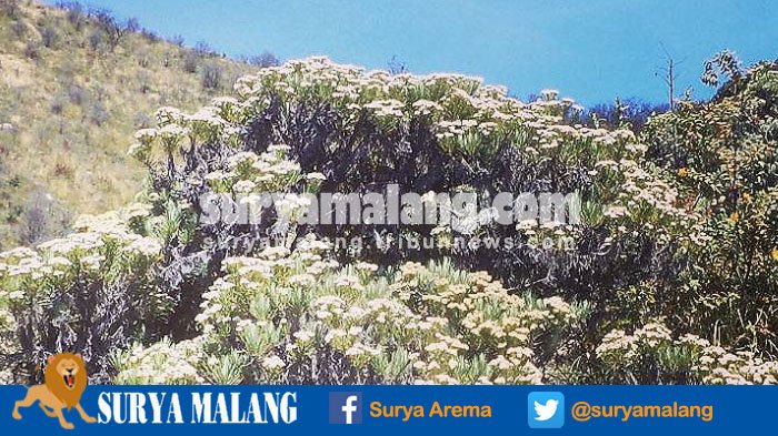 Bunga Edelweiss Terancam Kelestariannya, Ini Upaya Taman Nasional Bromo ...