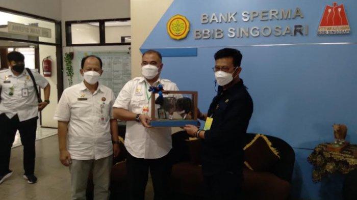 Target Produksi Sperma Sapi BBIB Singosari - Suryamalang.com