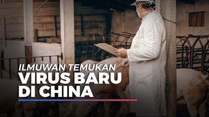 Fakta Virus Flu Babi Jenis Baru Berpotensi Jadi Pandemi Global dan Ciri ...