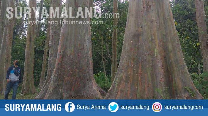 Deretan Pohon Raksasa Warna-warni bak Pelangi di Hutan Pelangi ...