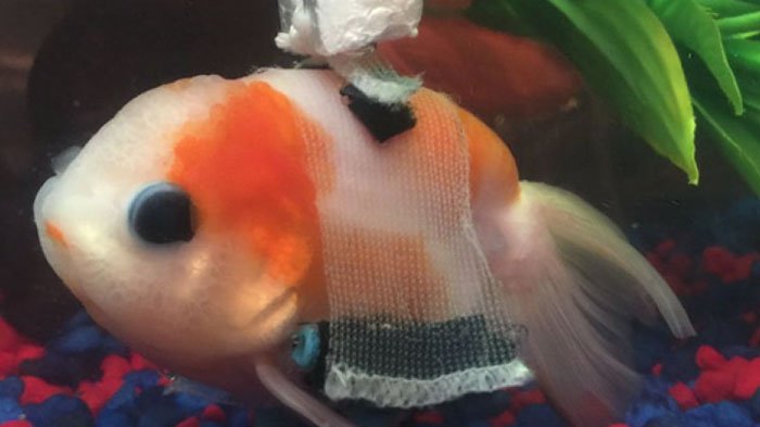 Bikin Haru, Ikan Mas yang Sakit Ini Dibuatkan 'Kursi Roda' untuk ...