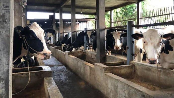 Update Kasus PMK di Kota Batu, Ada Puluhan Sapi Sakit dan 3 Sapi Mati ...