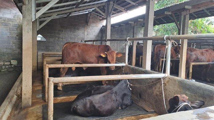 Peternak Keberatan Vaksin Mandiri, Kini Sudah 29 Sapi Mati Terjangkit ...