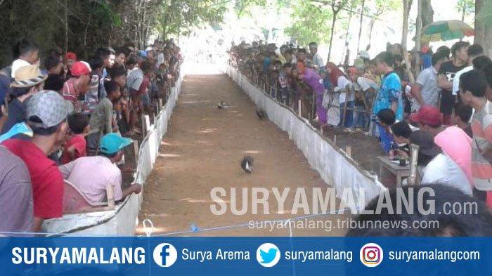 Serunya Karapan Kelinci di Desa Bulay, Pamekasan - Suryamalang.com