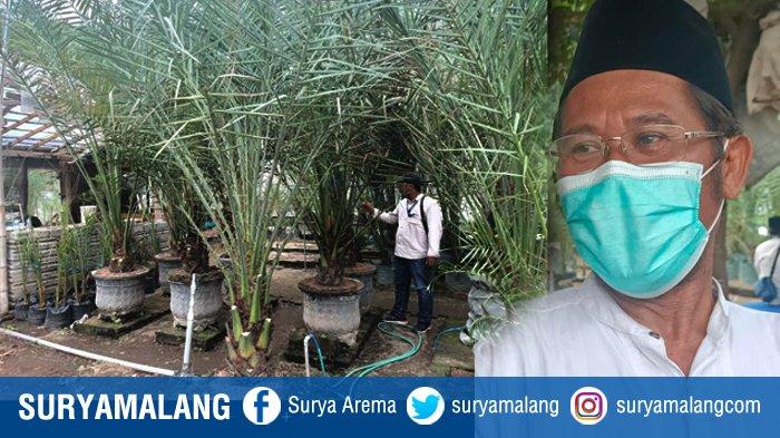 Pohon Kurma di Kabupaten Kediri Berbuah, Hasil Riset Ponpes Pari Ulu ...