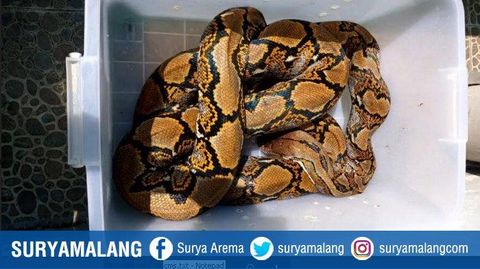 Kondisi Terbaru Ular Piton di Tarekot Kota Malang yang Telah Dievakuasi ...