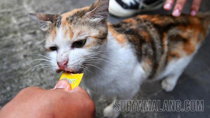 Peringati Hari Kucing Sedunia, Komunitas Ini Beri Makan Kucing-kucing ...