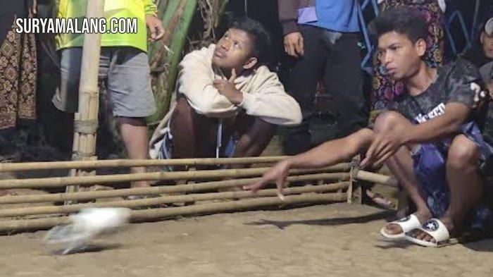 Serunya Lomba Balap Marmut di Desa Pohsangit Lor Kecamatan Wonomerto ...