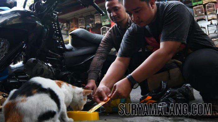 Peringati Hari Kucing Sedunia, Komunitas Ini Beri Makan Kucing-kucing ...