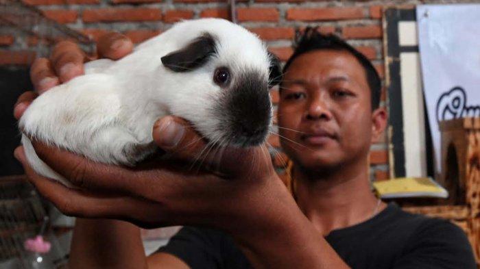 Budidaya Marmut Hias, Omah Marmut Malang Jual Peliharaan Lucu Mulai Rp 200 Ribu Hingga Rp 5 Juta ...