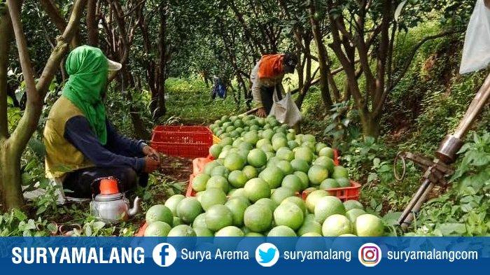 Panen Jeruk Baby Asal Dau Malang Melimpah, Kementerian Pertanian Beri ...