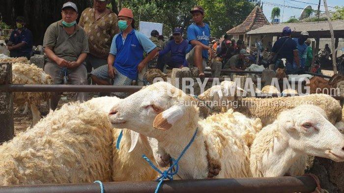 Daftar Harga Hewan Kurban Jelang Idul Adha di Mojokerto, Naik Sampai 50 Persen - Suryamalang.com