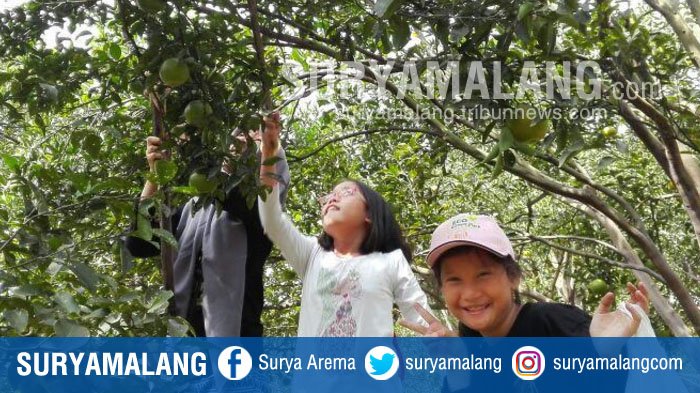 Balitjestro Kembangan Olahan Turunan Jeruk, Potensial Penggerak Ekonomi ...