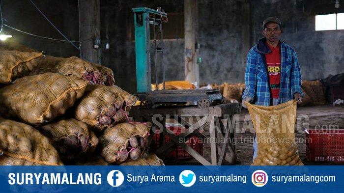 Petani Kentang Sumber Brantas Batu Mulai Bangkit Pasca Bencana Angin ...