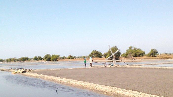 Petani Garam Sidoarjo Keluhkan Harga Garam Yang Rendah - Suryamalang.com