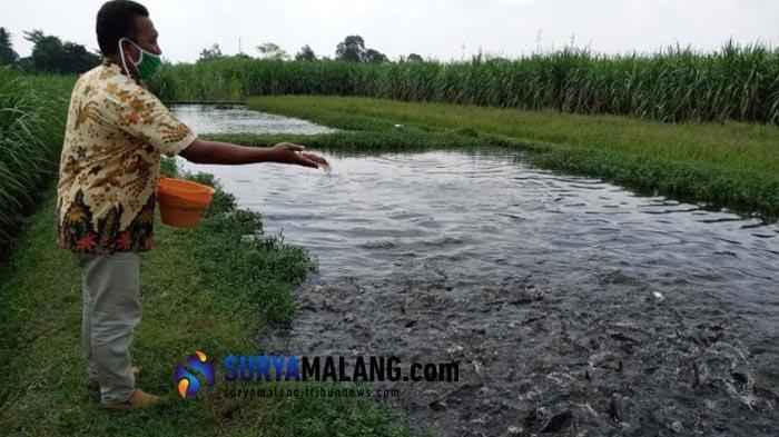 Peternak Benih Ikan Patin Tulungagung Kembali Menggeliat, Permintaan ...