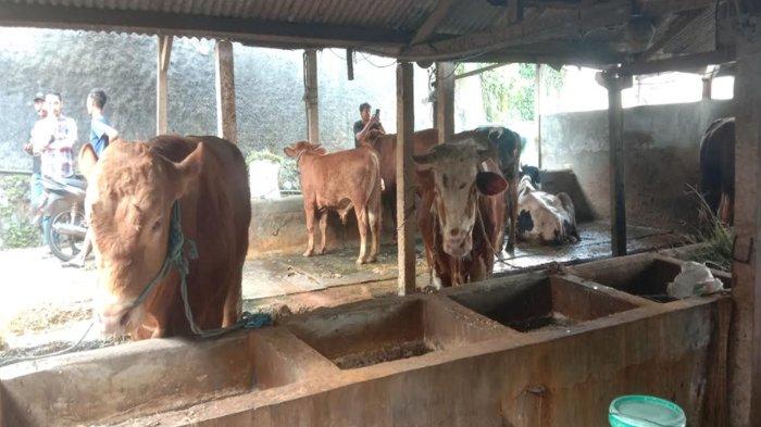 Cara Cegah Wabah PMK di Hewan Sapi Kurban Ala Peternak Kota Malang ...