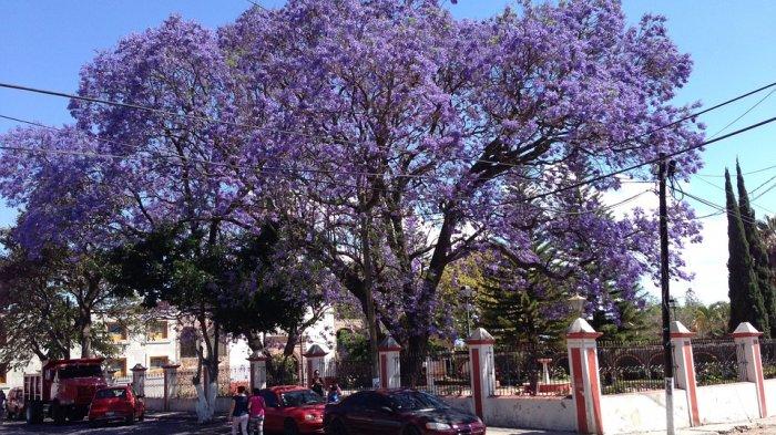 Pesona Bunga Jacaranda Akan Lengkapi Keindahan Bunga Tabepuya di ...