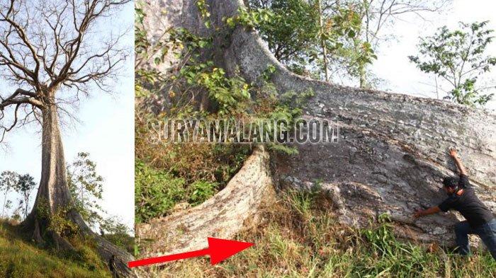 GALERI FOTO - Pohon Randu Berdiameter 8 Meter di Malang, Tidak ada yang ...