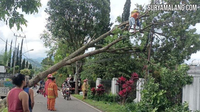 Dua Pohon Tumbang Akibat Angin Kencang di Kota Batu - Suryamalang.com