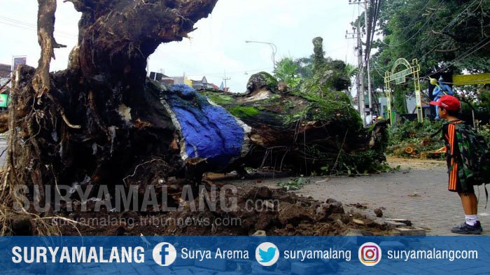 Pohon Trembesi di Wendit Roboh, Ganggu Pasokan Listrik dan Air PDAM ...