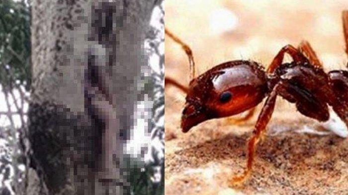 Ternyata Gigitan Semut Merah Bisa Sebabkan Kematian, Lakukan ...