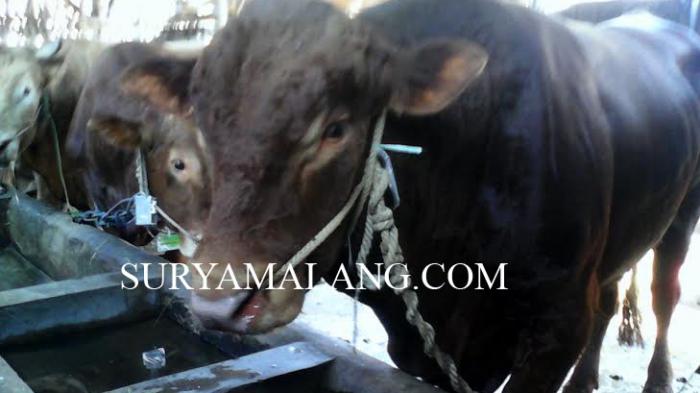 Ini Sapi Kurban Wali Kota Eddy Rumpoko Seharga Rp 50 juta - Suryamalang.com