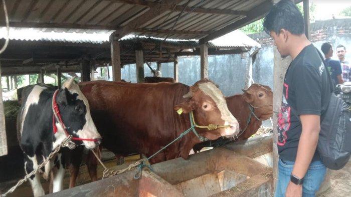 Sapi Madura Paling Dicari, Beri Makanan Khusus Agar Sapi Cepat Gemuk ...