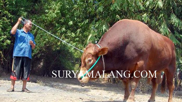 Jelang Idul Adha, Inikah Sapi Paling Mahal di Jatim? - Suryamalang.com