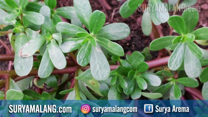 Tanaman Krokot Bisa Buat Pencegahan Penyakit Kardiovaskuler ...