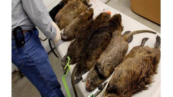 Astaga, Tangkap 6 Tikus Raksasa, Pria Inggris Temukan Fakta Mengejutkan ...