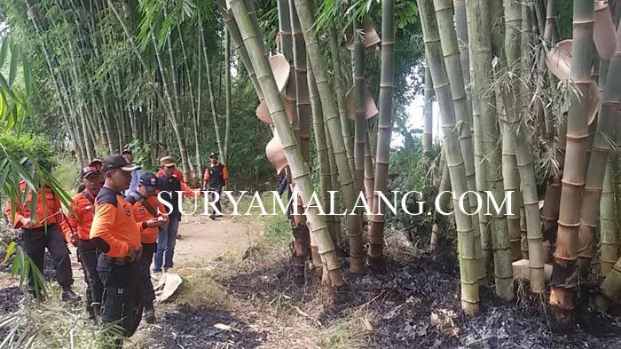 Inilah Manfaat Tak Terduga Bambu Petung Yang Harus Anda Ketahui ...