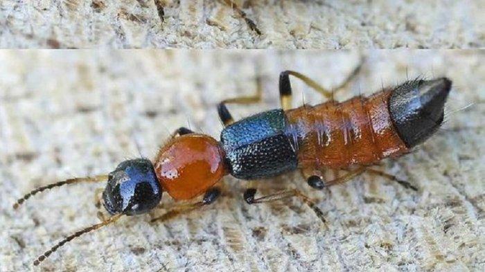 Heboh dan Viral di Medsos Tentang Kemunculan Semut Charlie Mengancam ...