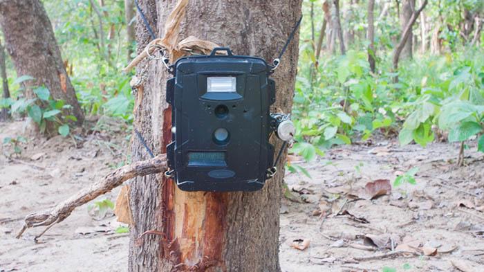 Inilah Penampakan Macan Tutul Jawa yang Tertangkap Kamera Hutan di Malang - Suryamalang.com