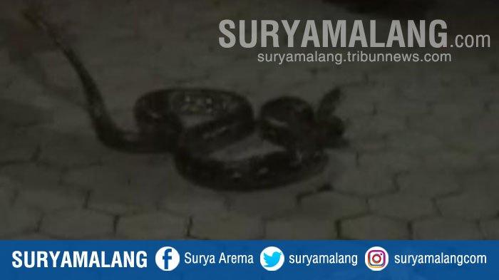 Kronologi Penemuan Ular Sepanjang 4 Meter di Kebun Tebu Desa Cabean ...