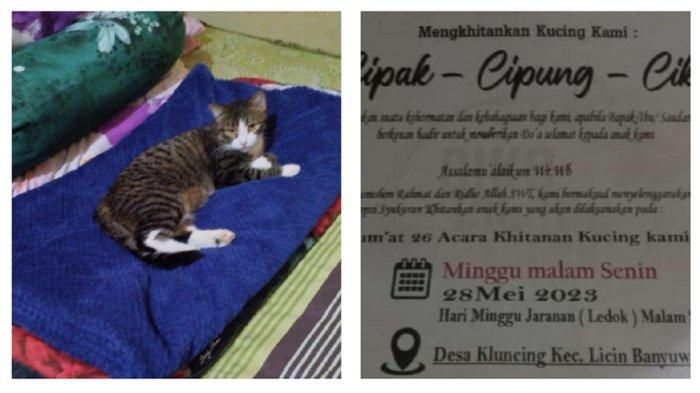 Unik, Warga Banyuwangi "Sunat" Kucing dengan Nanggap Jaranan - Suryamalang.com