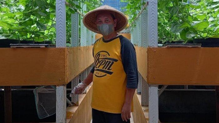 Bisa Jadi Ide Usaha, Prof Sukamto Kembangkan Model Pertanian 20 M2 ...