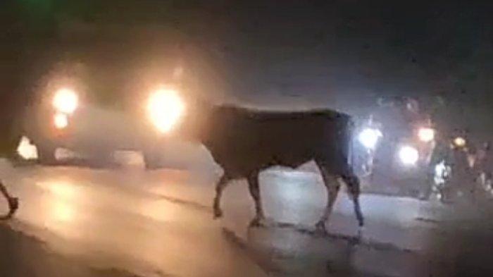 Video Viral di Tuban, Sapi Kurban Lepas dan Seruduk Motor sampai Roboh - Suryamalang.com