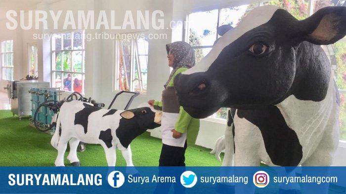 Semua Tentang Susu, Yuk Jalan-jalan Sambil Belajar di Wisata Edukasi ...