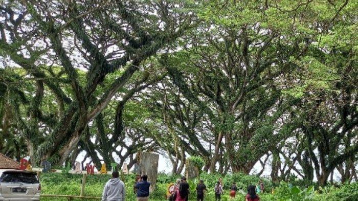Menikmati Pohon Trembesi Tua Ratusan Tahun di De Djawatan, Hutan Lord ...