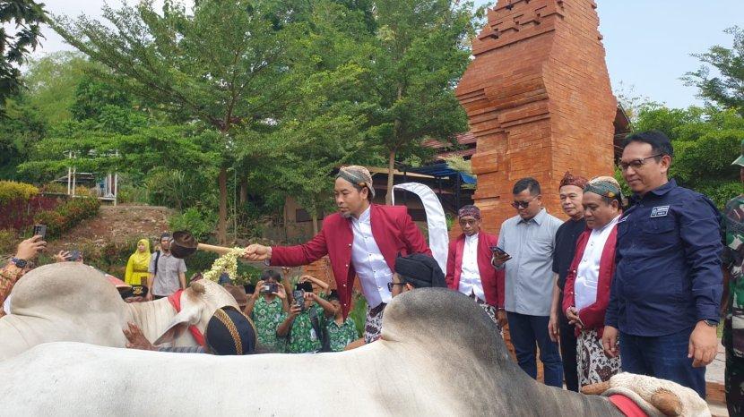 Ruwat Rojokoyo, Ritual Memandikan Sapi Di Sendang Bidadari di Gosari ...