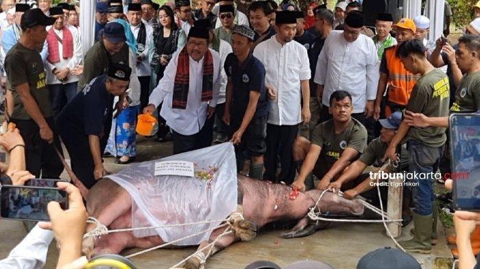 Ada Toleransi Beragama di Balik Tradisi 'Andilan Potong Kebo' Jelang Lebaran di Jakarta ...