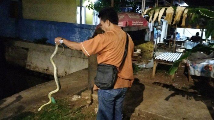 Hendak Menerkam Monyet Peliharaannya, Seorang Pedagang di Ancol Amankan ...