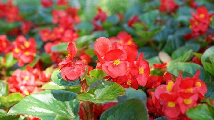 8 Cara Tanaman Hias Begonia Berbunga dan Berdaun Cantik Sepanjang Tahun ...